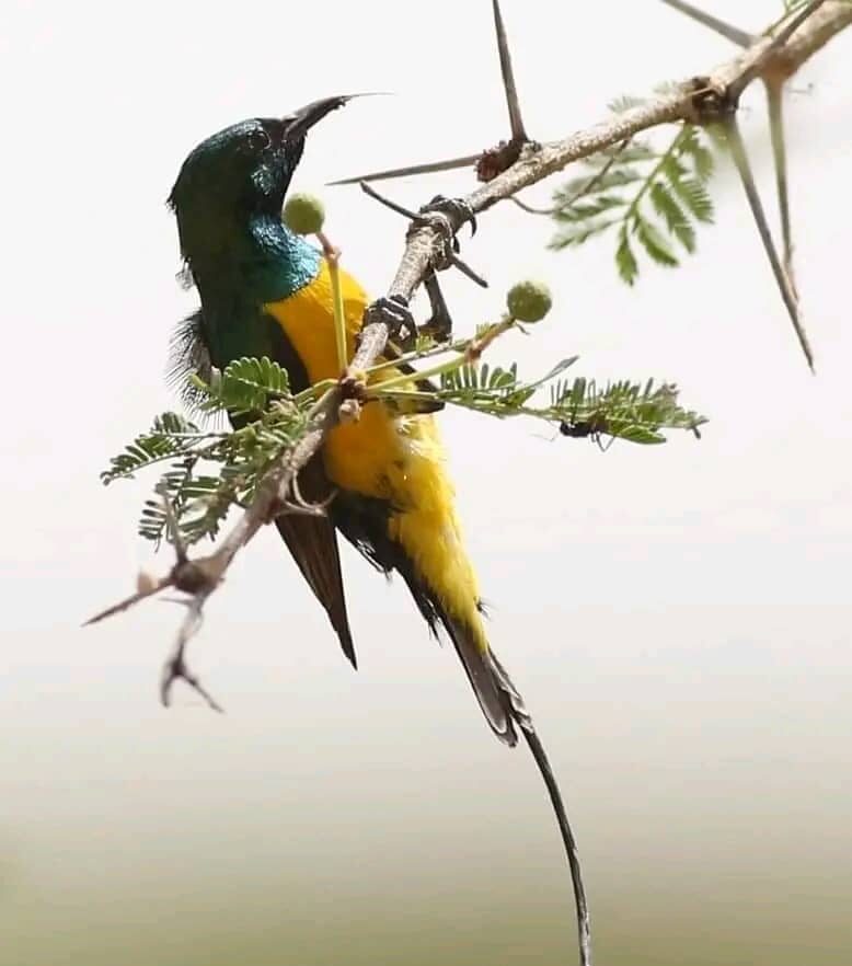Birding (Half Day/All Day) - Gambia & Senegal Tours