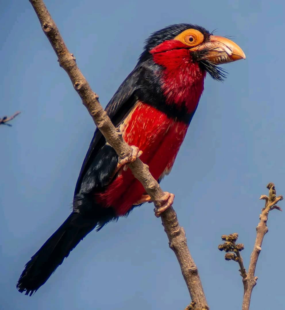 Birding (Half Day/All Day) - Gambia & Senegal Tours