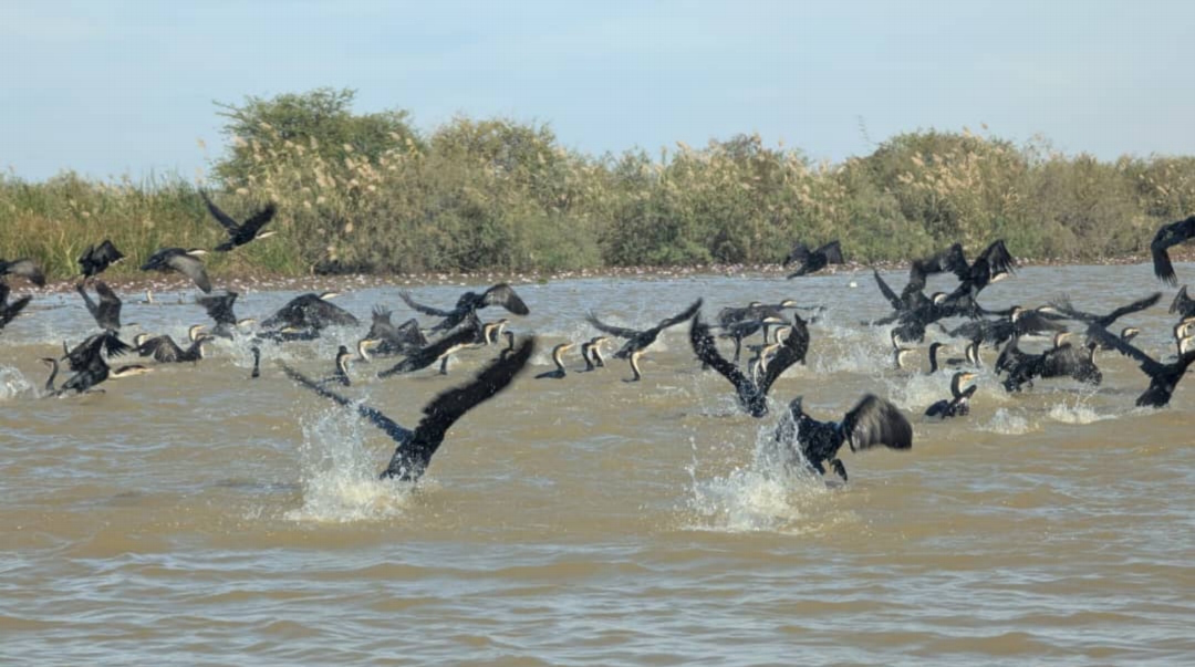 Birding (Half Day/All Day) - Gambia & Senegal Tours